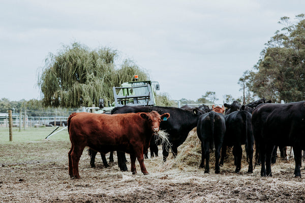 Western Meat Packer Group – Meat Co.